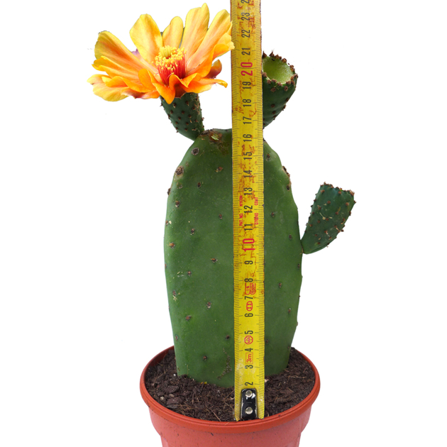 Nopal, opuntia ficus indica hybride fleurs orange. - Kajuard Plantes