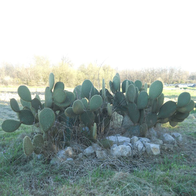 Opuntia Scheerii Cactus Figuier de Barbarie (résistant au gel ...