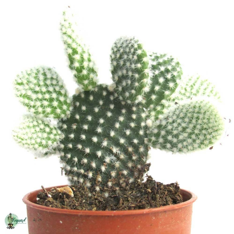Opuntia Scheerii Cactus Figuier de Barbarie (résistant au gel ...