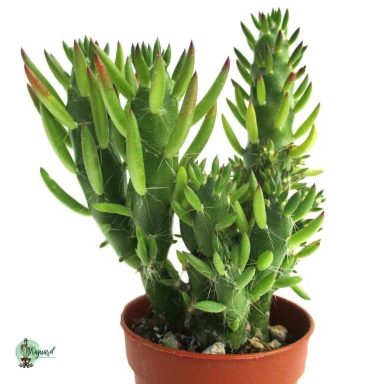 Opuntia Scheerii Cactus Figuier de Barbarie (résistant au gel ...