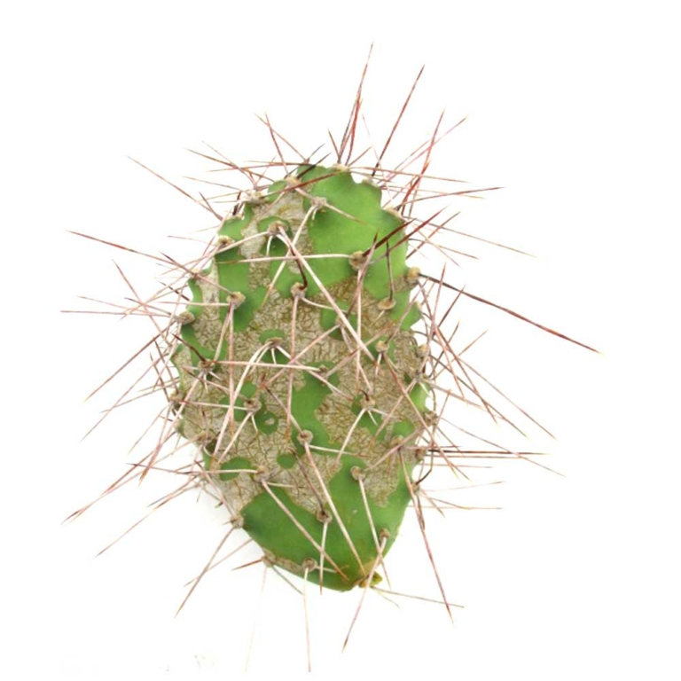 Opuntia Scheerii Cactus Figuier de Barbarie (résistant au gel ...