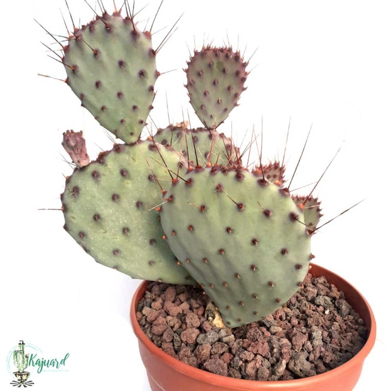 Opuntia Scheerii Cactus Figuier de Barbarie (résistant au gel ...