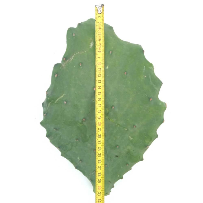 Opuntia undulata - Kajuard Plantes