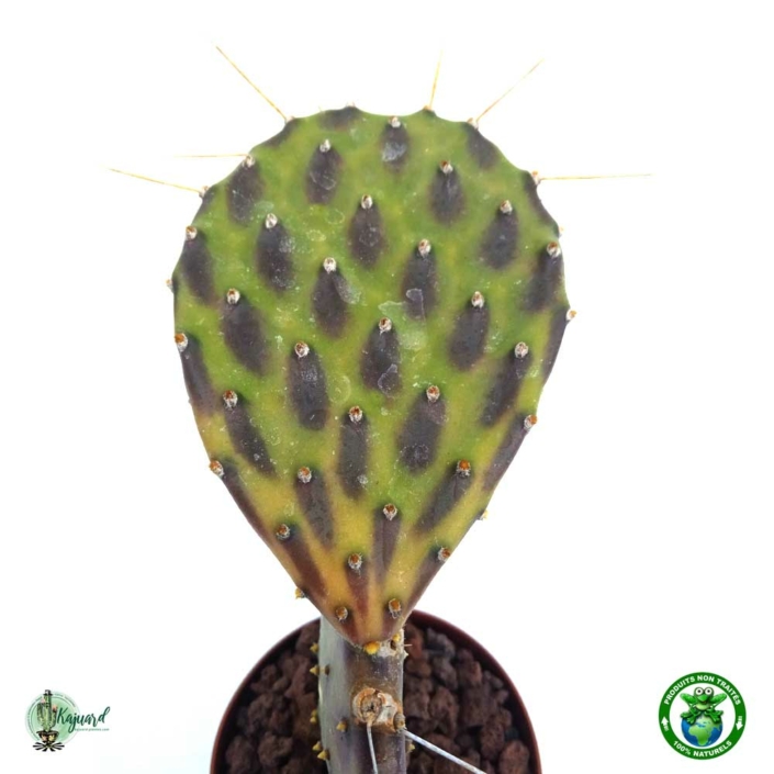 Opuntia Scheerii Cactus Figuier de Barbarie (résistant au gel ...