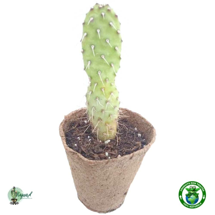 Kit nopal opuntia streptacantha - Kajuard Plantes