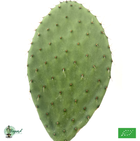 Opuntia streptacantha nopal figuier de barbarie - Kajuard Plantes