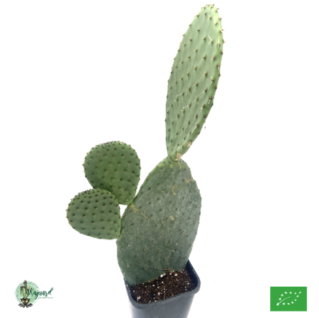 Opuntia streptacantha nopal figuier de barbarie - Kajuard Plantes