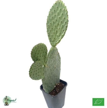 Opuntia streptacantha nopal figuier de barbarie - Kajuard Plantes
